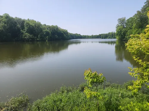 2023 Best Forest Trails in Chaffee | AllTrails