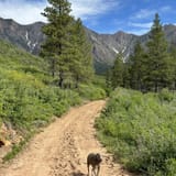 Utah Giant Sequoia Tree, Utah - 92 Reviews, Map | AllTrails