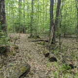 Tanbark Trail, Pennsylvania - 141 Reviews, Map | AllTrails