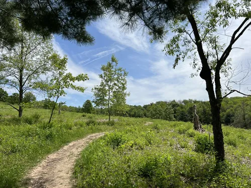 10 Best Dog Friendly Trails in Wisconsin | AllTrails