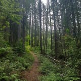 Hall Mountain Trail, Washington - 47 Reviews, Map | AllTrails