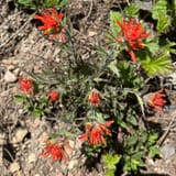 Natural Rock Arch Trail, Oregon - 198 Reviews, Map | AllTrails