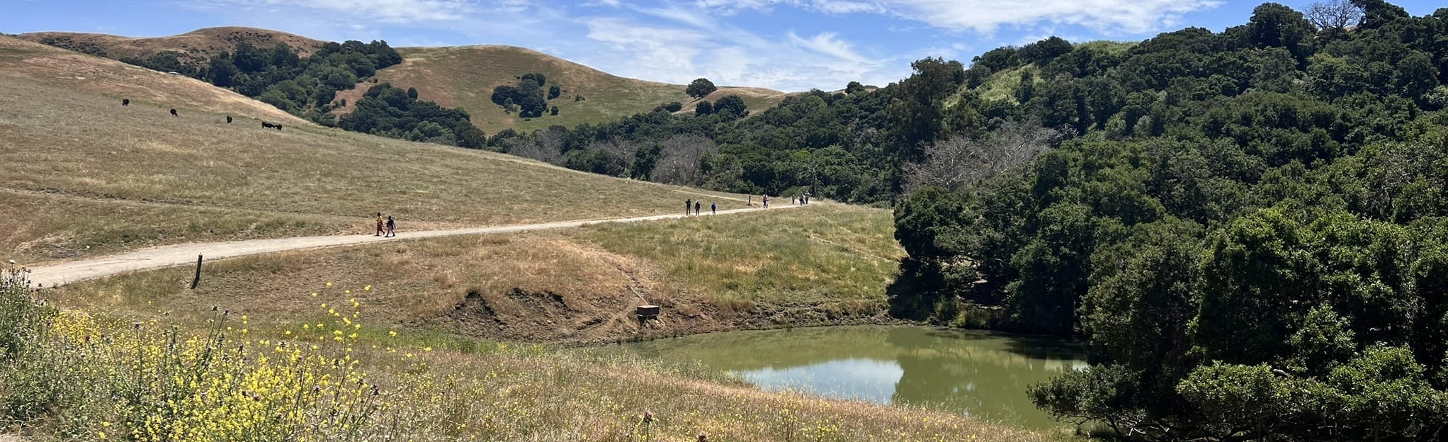 High Ridge Loop Trail: 1,509 Reviews, Map - California | AllTrails