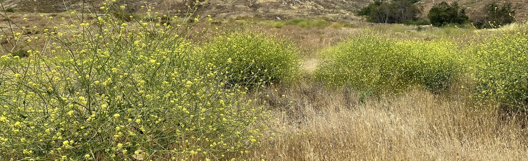 Islander Park Loop, California - 45 Reviews, Map | AllTrails