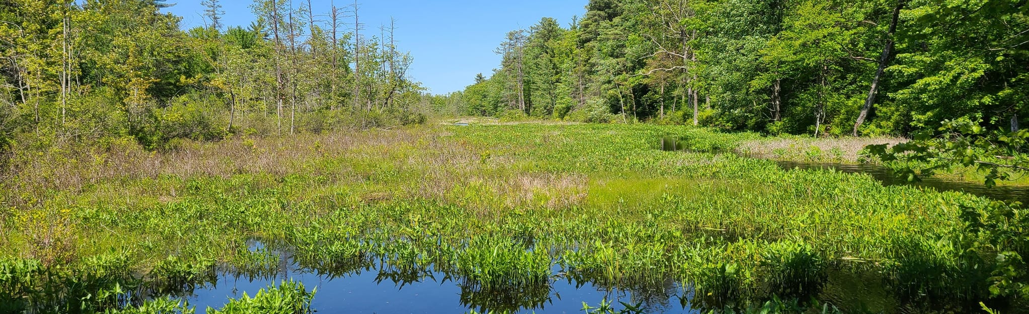 Wetlands Trail and Hogs Back Trail: 53 Reviews, Map - New York | AllTrails