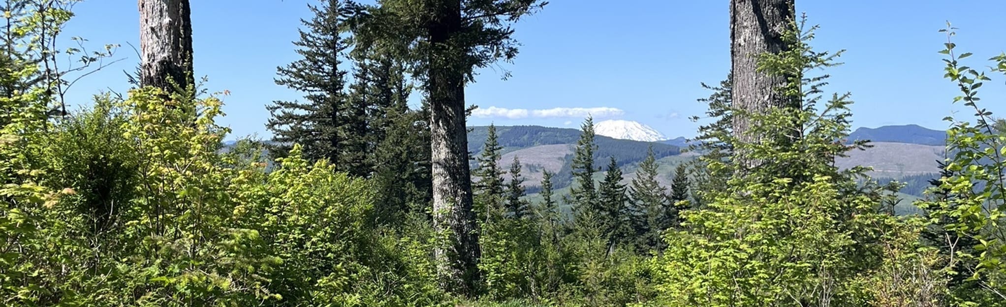 Tarbell Loop: 23 Reviews, Map - Washington | AllTrails