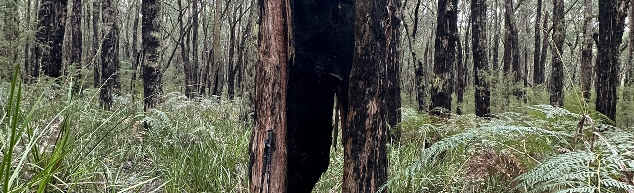 Timboon Forest Reserve 'Easy Track': 6 Reviews, Map - Victoria ...