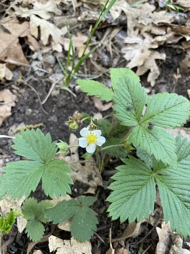 Best Hikes and Trails in Blue Range Primitive Area | AllTrails