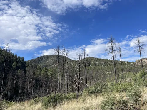 Best Hard Trails in Blue Range Primitive Area | AllTrails