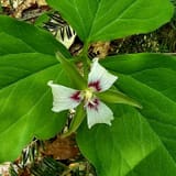 Rainbow Loop Trail, Maine - 56 Reviews, Map | AllTrails