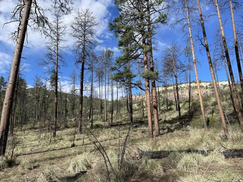 Best Hard Trails in Blue Range Primitive Area | AllTrails