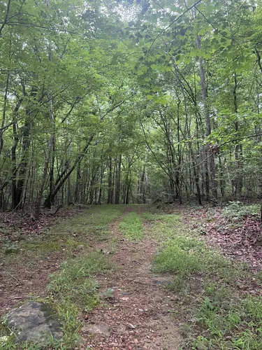 Best Hikes and Trails in Duke Forest Blackwood Division | AllTrails