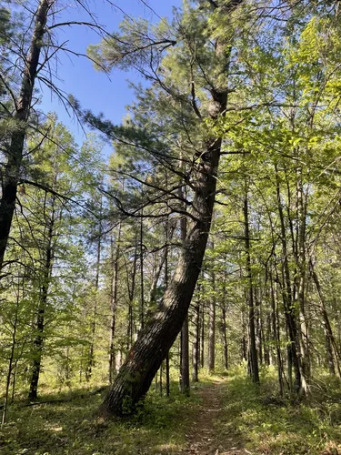 Best Hikes and Trails in Pigeon River Country State Forest | AllTrails