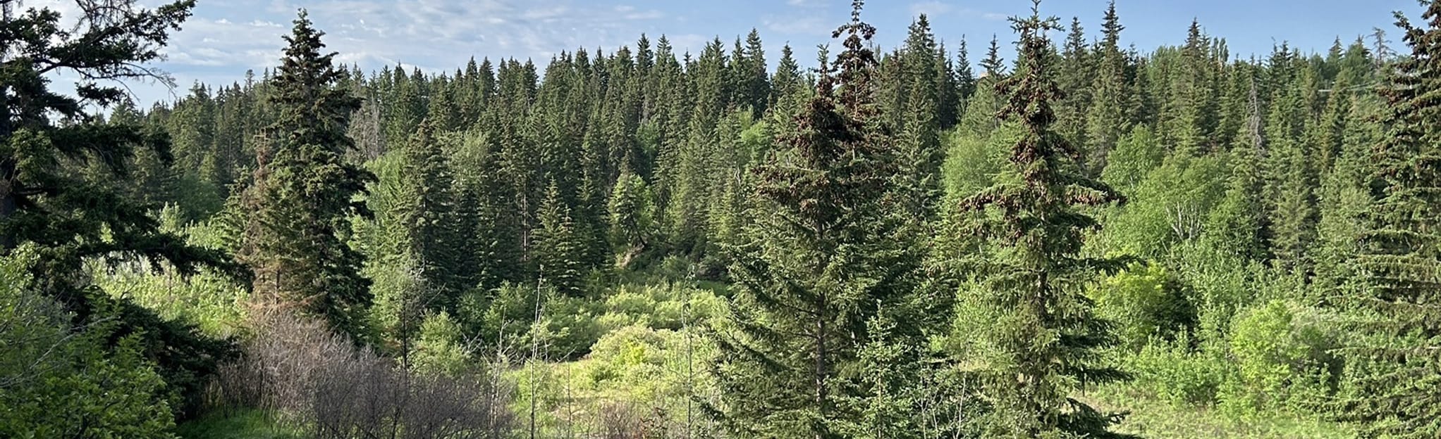 Blackmud Creek Ravine Loop, Alberta, Canada - 98 Reviews, Map | AllTrails