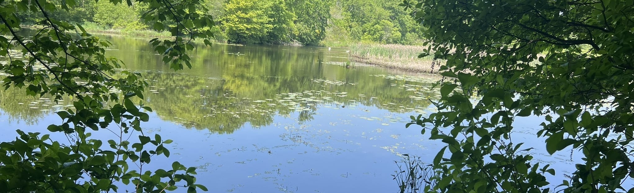 Acushnet Sawmill: 111 Reviews, Map - Massachusetts | AllTrails