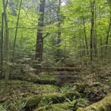 Tanbark Trail, Pennsylvania - 141 Reviews, Map | AllTrails