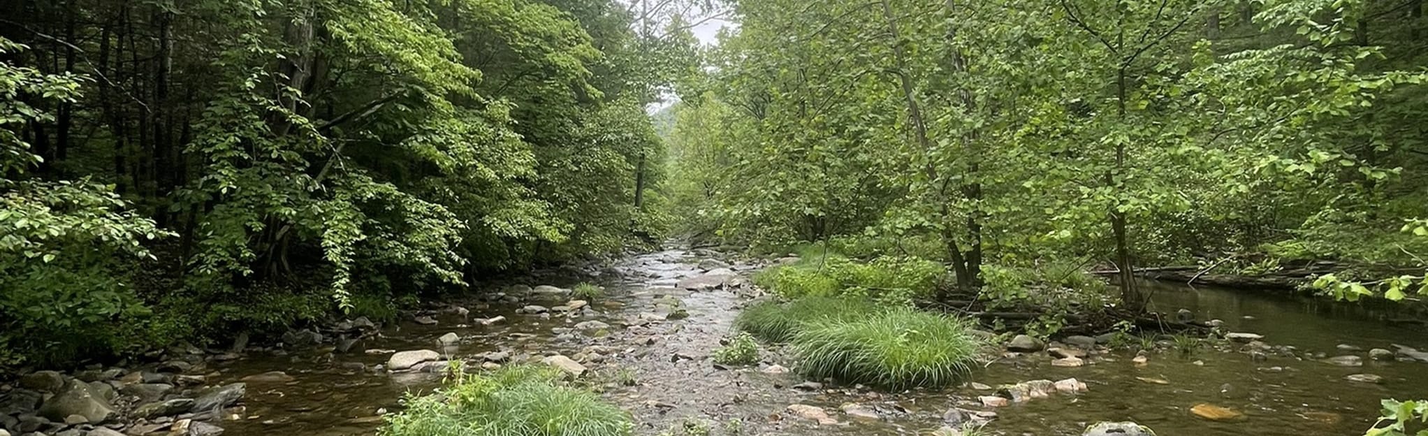 Big Run Portal Trail: 12 Reviews, Map - Virginia | AllTrails