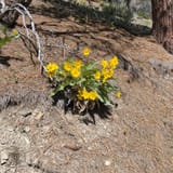 Eagle Ridge Trail, Nevada - 641 Reviews, Map | AllTrails