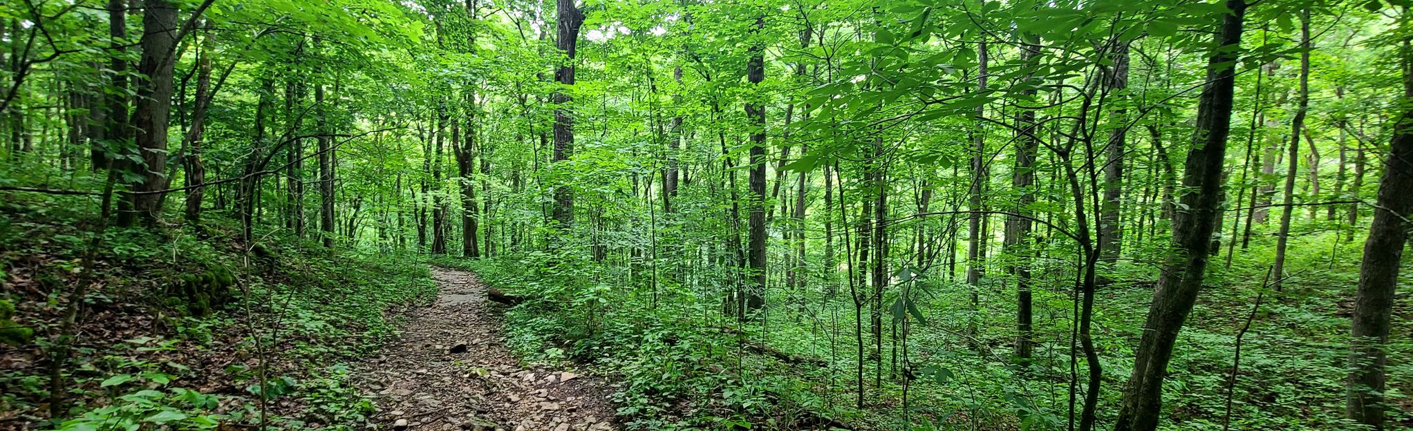 Kentucky River Palisades Trail, Kentucky - 828 Reviews, Map | AllTrails