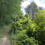 Boone Trace Trail, Kentucky - 60 Reviews, Map | AllTrails