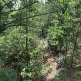 Coon Ridge Trail, Oklahoma - 346 Reviews, Map | AllTrails