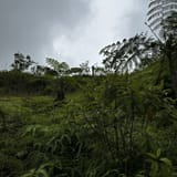 Pico Rodadero Trail: 137 fotos - South Region, Puerto Rico | AllTrails