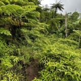 Pico Rodadero Trail: 137 fotos - South Region, Puerto Rico | AllTrails