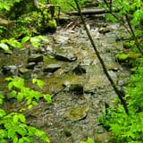 Limberlost Trail, Virginia - 750 Reviews, Map | AllTrails