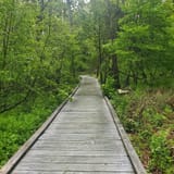 Limberlost Trail, Virginia - 750 Reviews, Map | AllTrails
