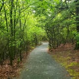 Limberlost Trail, Virginia - 750 Reviews, Map | AllTrails