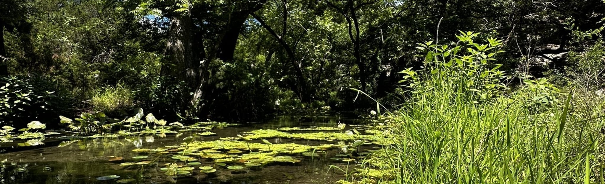 Gorman Springs Trail, Texas - 15 Reviews, Map | AllTrails