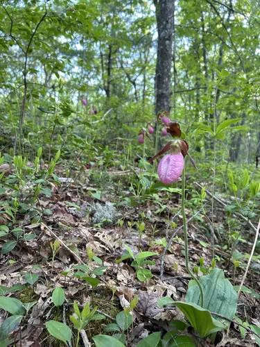 Best Hikes and Trails in Lilly Pond Community Forest | AllTrails