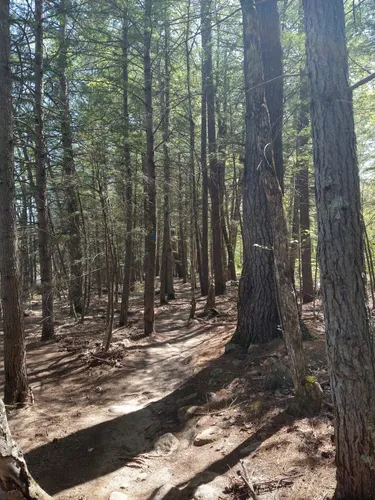 Best Hikes and Trails in Albany Town Forest | AllTrails