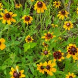 Lost Pines Trail, Texas - 644 Reviews, Map | AllTrails