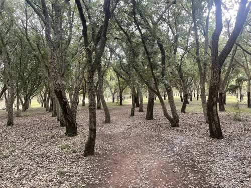 10 Best Forest Trails in National Arboretum Canberra | AllTrails