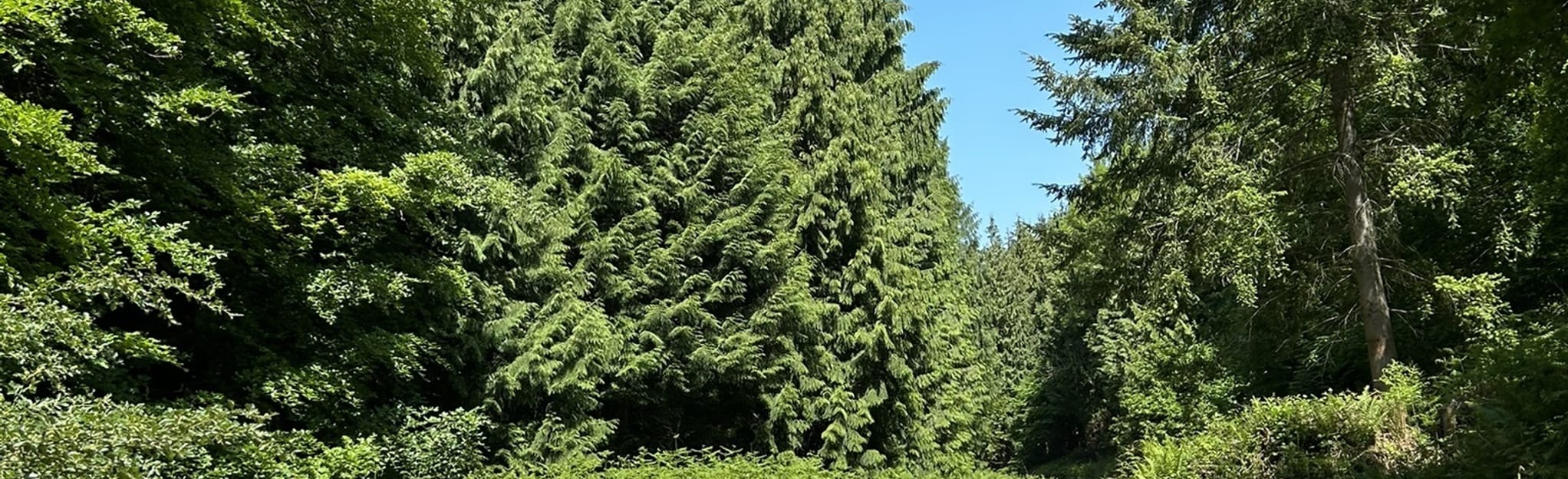 Lady Park Wood Circular: 77 Fotos - Monmouthshire, Wales | AllTrails