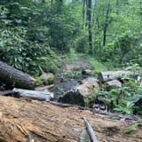 The Boogerman Trail, North Carolina - 443 Reviews, Map | AllTrails