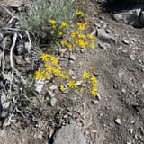 Eagle Ridge Trail, Nevada - 641 Reviews, Map | AllTrails