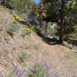 Eagle Ridge Trail, Nevada - 641 Reviews, Map | AllTrails