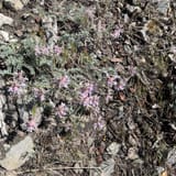 Eagle Ridge Trail, Nevada - 641 Reviews, Map | AllTrails