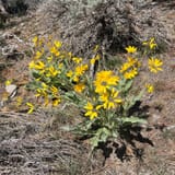 Eagle Ridge Trail, Nevada - 641 Reviews, Map | AllTrails