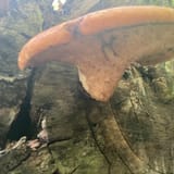 The Boogerman Trail, North Carolina - 443 Reviews, Map | AllTrails