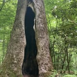 The Boogerman Trail, North Carolina - 443 Reviews, Map | AllTrails