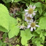 The Boogerman Trail, North Carolina - 443 Reviews, Map | AllTrails