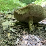 The Boogerman Trail, North Carolina - 443 Reviews, Map | AllTrails