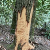 The Boogerman Trail, North Carolina - 443 Reviews, Map | AllTrails