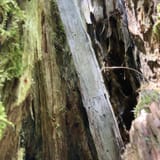 The Boogerman Trail, North Carolina - 443 Reviews, Map | AllTrails