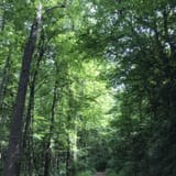 Hard Times Road Trail, North Carolina - 422 Reviews, Map | AllTrails