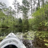 Goodale State Park Canoe Trail, South Carolina - 40 Reviews, Map ...