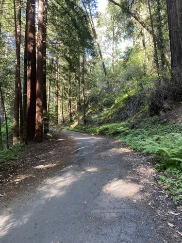 10 Best Walking Trails in Santa Cruz | AllTrails